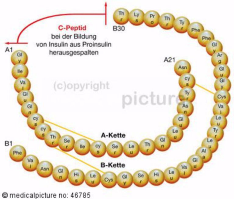 Insulin Amino Acid Structure