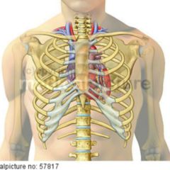 Rippe (Geflügel) - DocCheck Flexikon