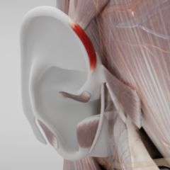 Musculus helicis major - DocCheck Flexikon