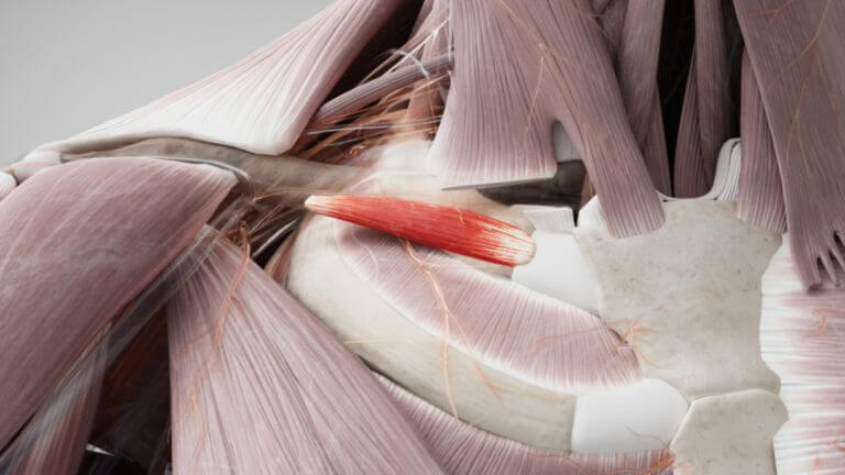 Musculus subclavius - DocCheck