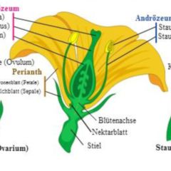 Blüte - DocCheck Flexikon