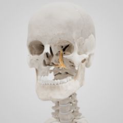 Os palatinum - DocCheck Flexikon