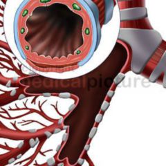 Bronchialsystem - DocCheck Flexikon
