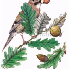 Verdauungssystem der Vögel - DocCheck Flexikon