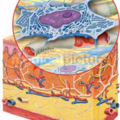 Fibroblast - DocCheck Flexikon