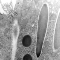 Zellfusion - DocCheck Flexikon