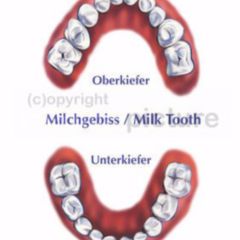 Milchgebiss - DocCheck Flexikon