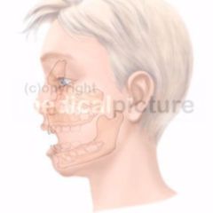 Milchgebiss - DocCheck Flexikon