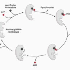 Aminoacyl-Adenylat - DocCheck Flexikon