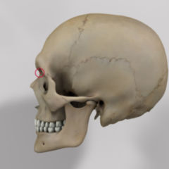 Nasion - DocCheck Flexikon