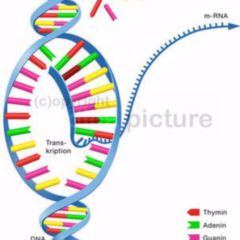 Transkription - DocCheck Flexikon