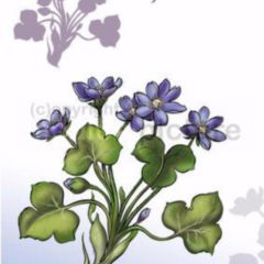 Arteria hepatica communis - DocCheck Flexikon