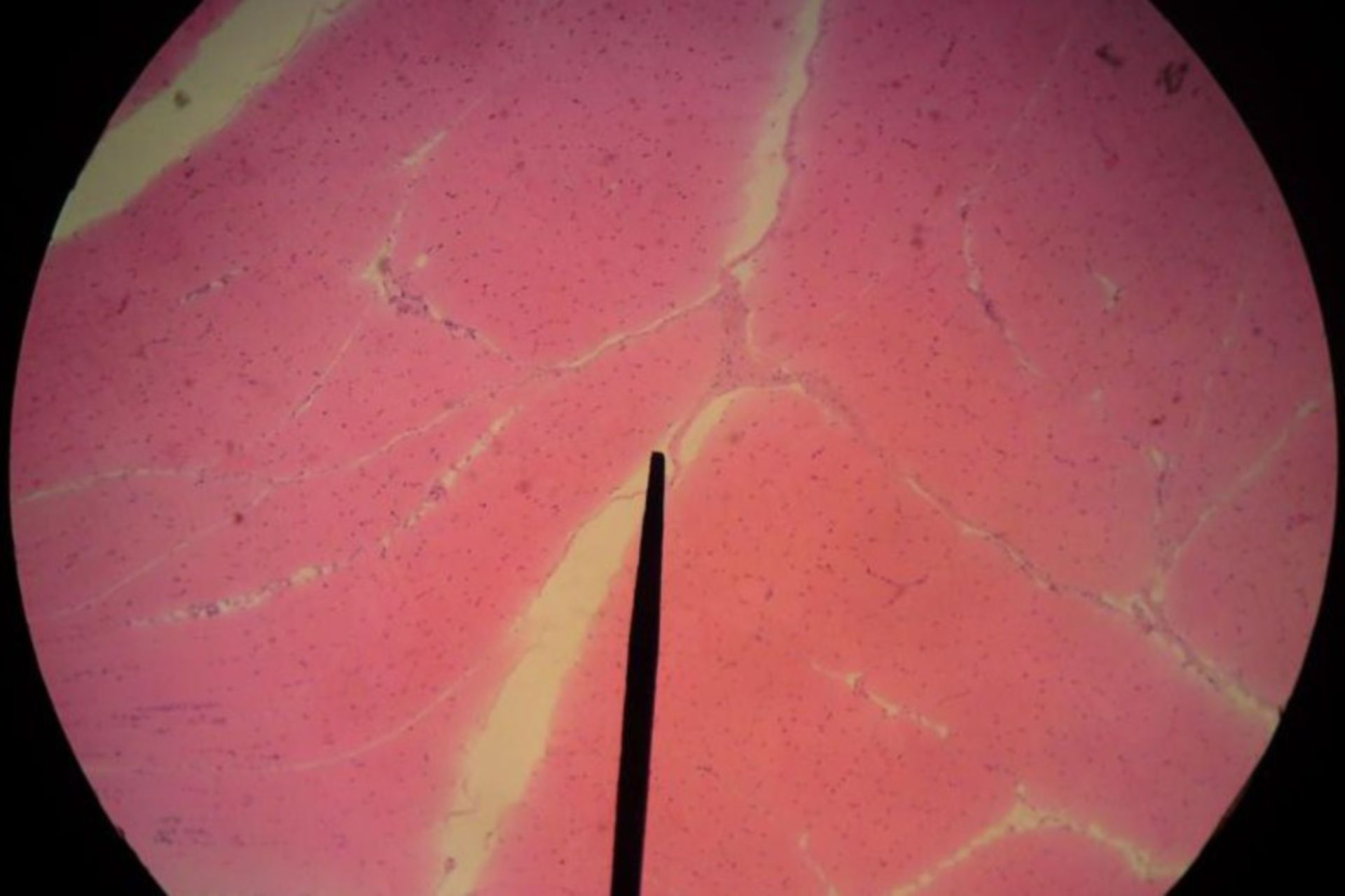 Muscle Along Dog skeletal 5x DocCheck