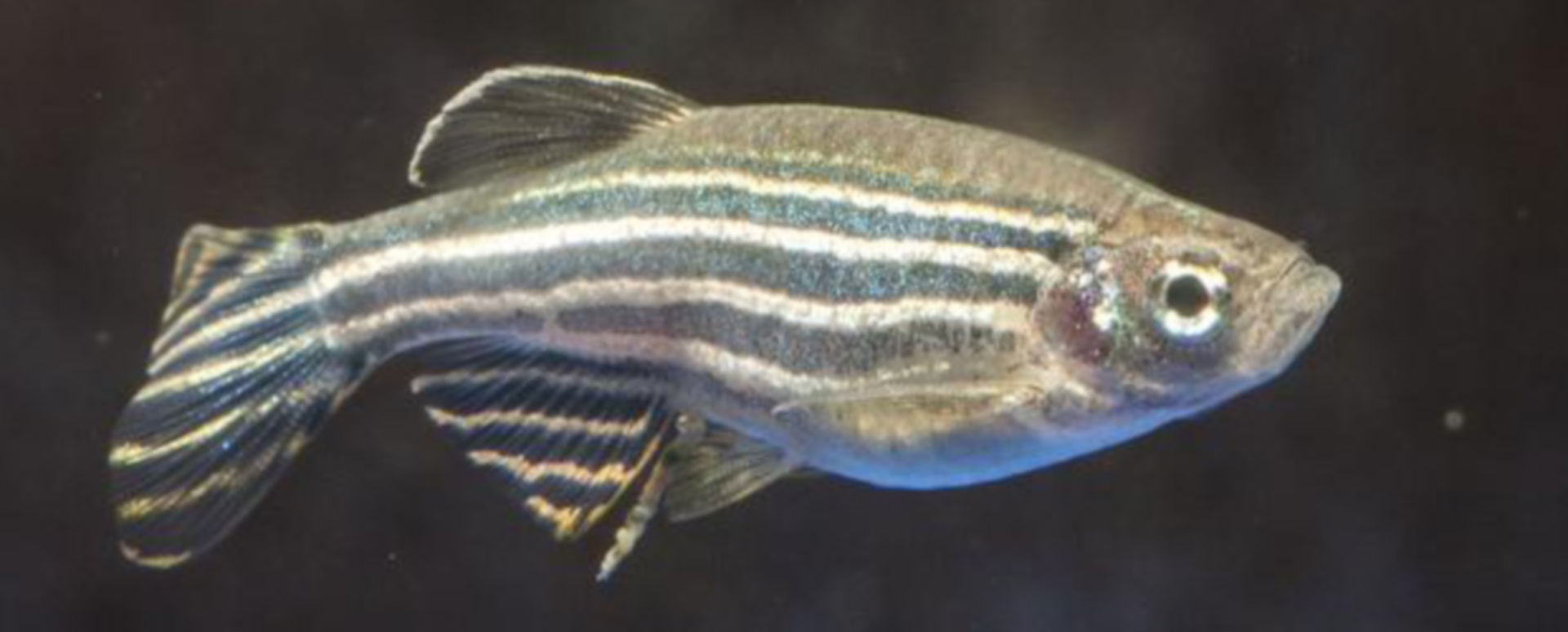 Zebrafisch: Umsetzung der DNA variabel - DocCheck