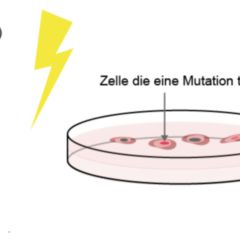 T7-Endonuklease-I-Assay - DocCheck Flexikon