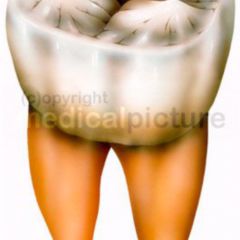 Zahn - DocCheck Flexikon