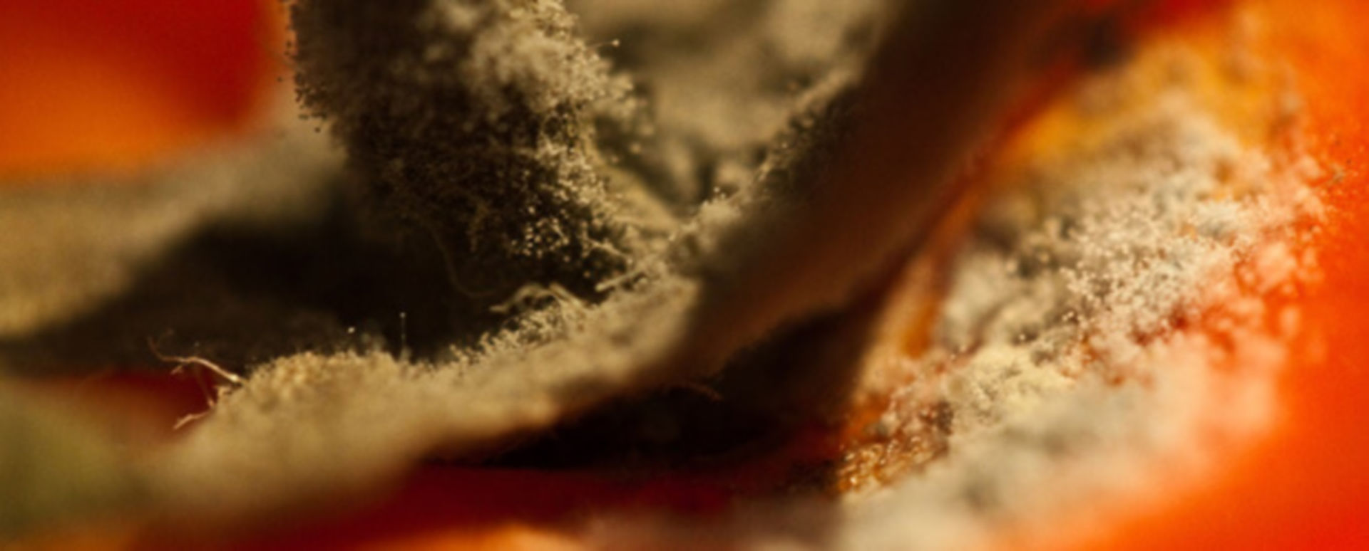 Mykosen: Bluttest ai funghi - DocCheck