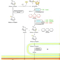 Glykogen - DocCheck Flexikon