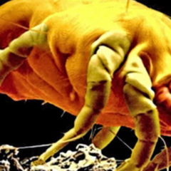 Hausstaub - DocCheck Flexikon