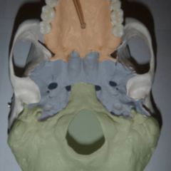 Basis pulmonis - DocCheck Flexikon