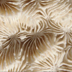 Extinktion - DocCheck Flexikon