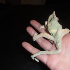 Rachitis - DocCheck Flexikon