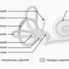 Sacculus - DocCheck Flexikon