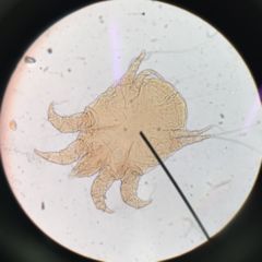 Psoroptes - DocCheck Flexikon