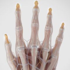 Phalanx distalis - DocCheck Flexikon