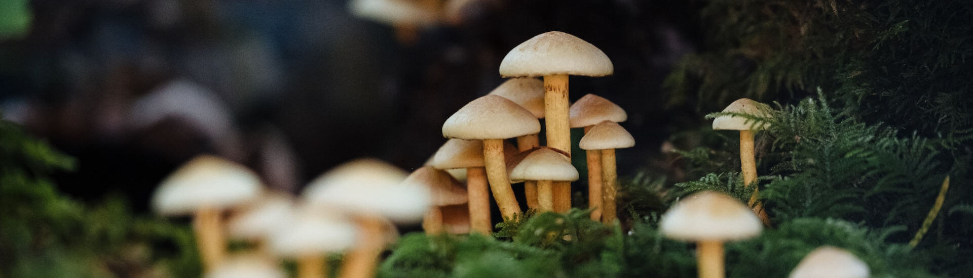 Kleiner Pilz, große Wirkung? - DocCheck