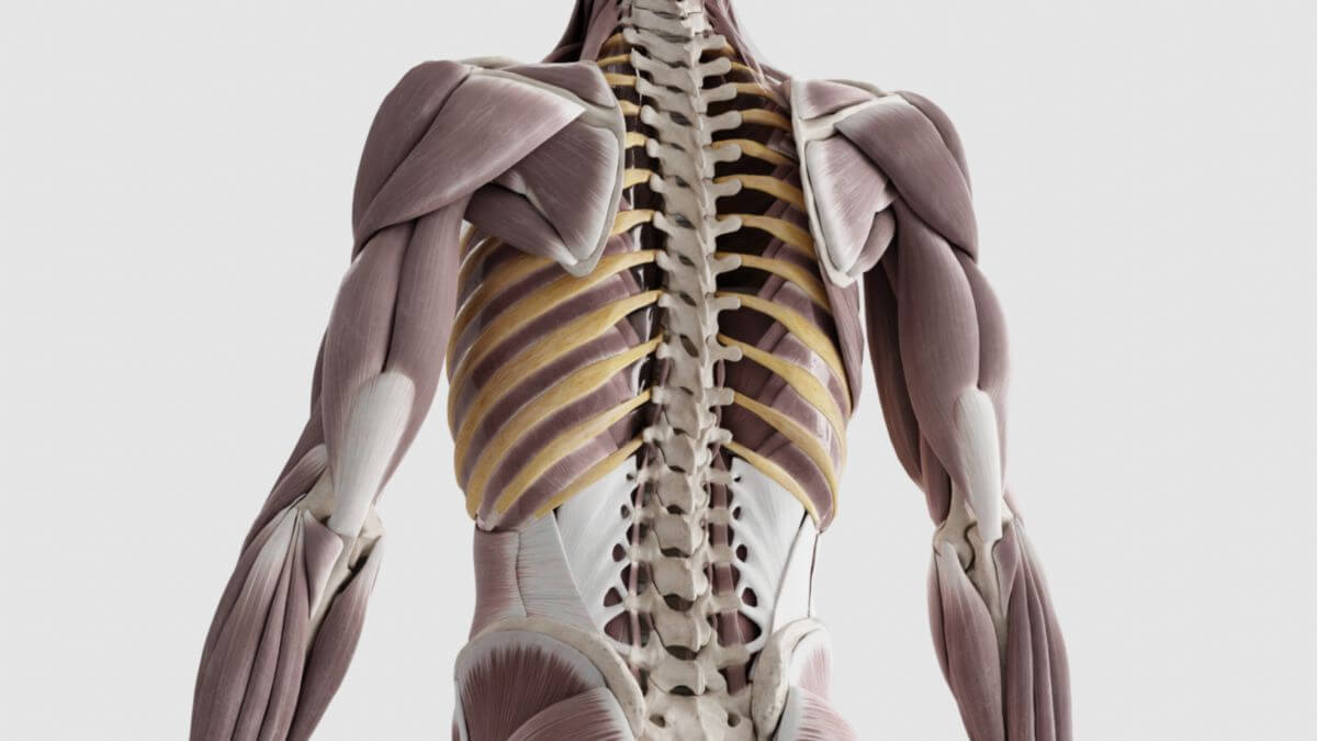 Rippe DocCheck Flexikon