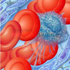 Leukozyt - DocCheck Flexikon