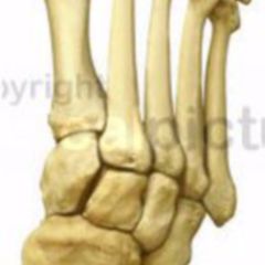 Pes anserinus - DocCheck Flexikon