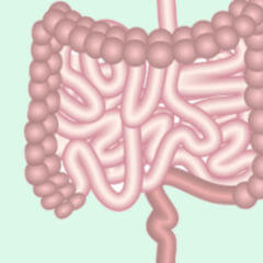 Enddarm - DocCheck Flexikon