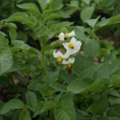 Tuber ischiadicum - DocCheck Flexikon