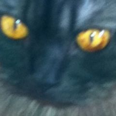 Iris-Heterochromie - DocCheck Flexikon