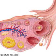 Ovar - DocCheck Flexikon