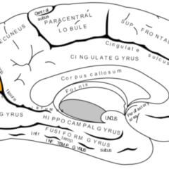 Cuneus - DocCheck Flexikon