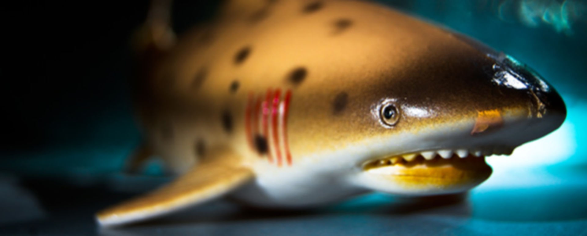 Maßgeschneiderte Antikörper: Vom Haifisch lernen - DocCheck