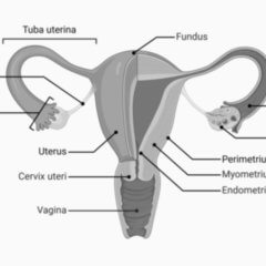 Uterus - DocCheck Flexikon