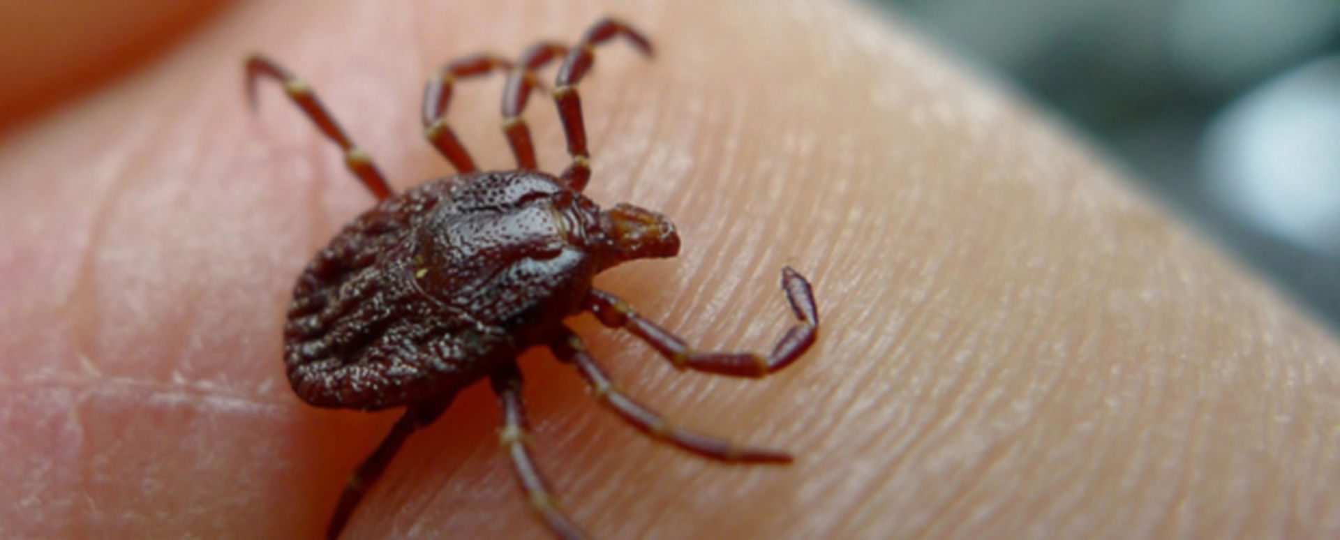 Der große Zecken-Guide - DocCheck