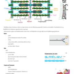 Sarkomer - DocCheck Flexikon