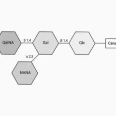 GM2 - DocCheck Flexikon