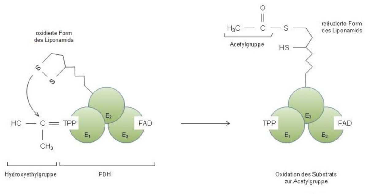 Pyruvatdehydrogenase - DocCheck Flexikon