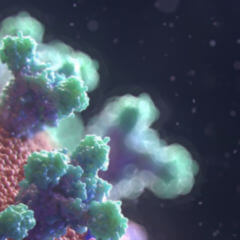 Nukleokapsid - DocCheck Flexikon