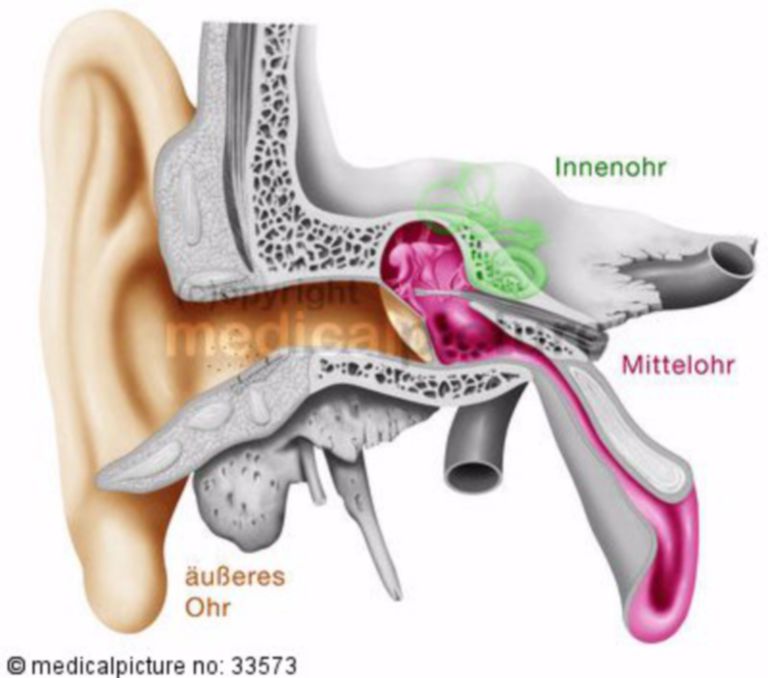 Unterteilung der Ohrbereiche - DocCheck