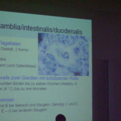 Endoparasit - DocCheck Flexikon