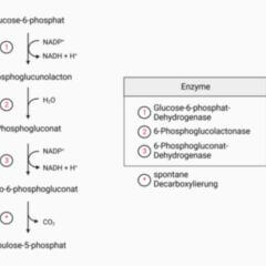 6-Phosphogluconsäure - DocCheck Flexikon