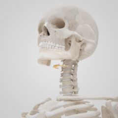 Os hyoideum - DocCheck Flexikon