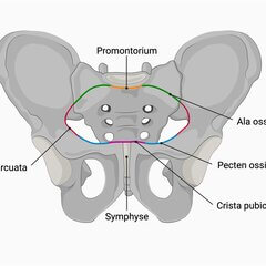 Linea terminalis - DocCheck Flexikon